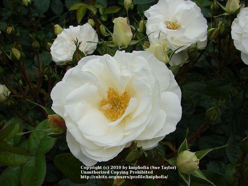 Rose (Rosa 'White Cloud') in the Roses Database - Garden.org