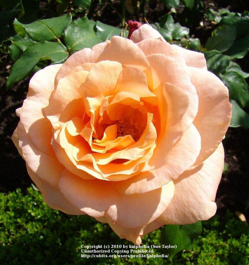 Rose (Rosa 'Apricot Nectar') in the Roses Database - Garden.org
