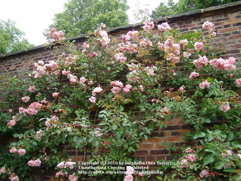 Photo of the entire plant of Rambling Rose (Rosa 'Albertine') posted by ...