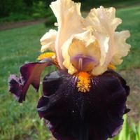 Photo of the bloom of Tall Bearded Iris (Iris 'Secret Service') posted ...