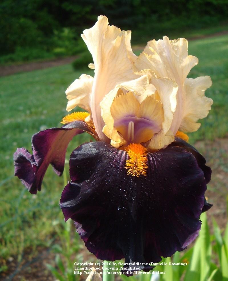 Photo of the bloom of Tall Bearded Iris (Iris 'Secret Service') posted ...