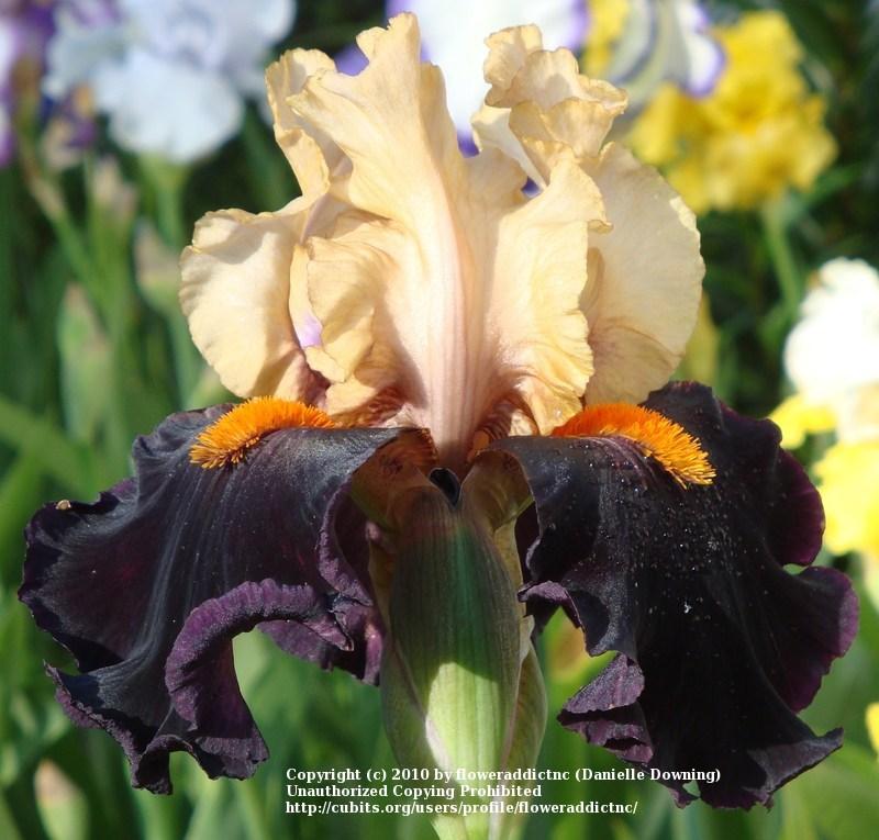 Photo of the bloom of Tall Bearded Iris (Iris 'Secret Service') posted ...