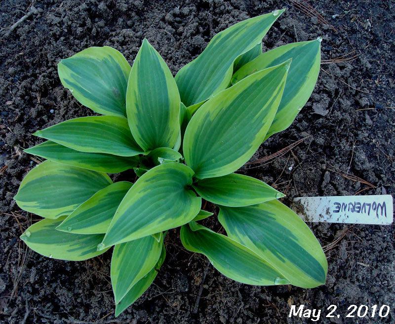 Photo of the entire plant of Hosta 'Wolverine' posted by tcs1366 ...