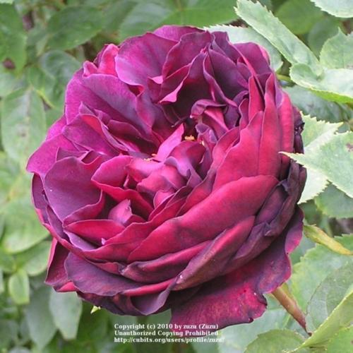 Rose (Rosa 'Olde Romeo') in the Roses Database - Garden.org