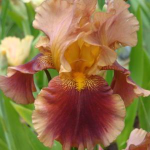 Tall Bearded Iris (Iris 'Apollodorus') in the Irises Database - Garden.org