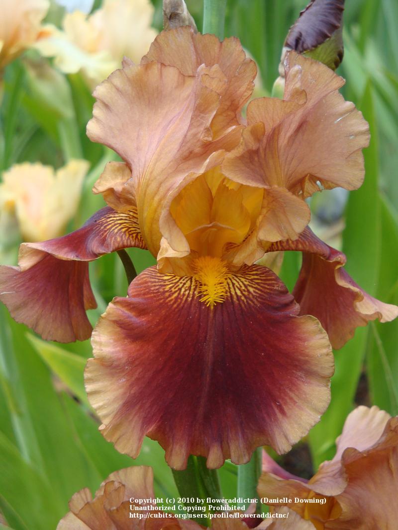 Tall Bearded Iris (Iris 'Apollodorus') in the Irises Database - Garden.org
