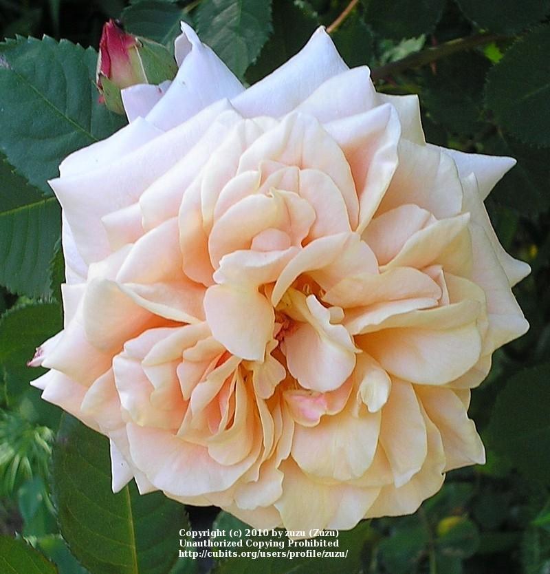 Photo of the bloom of Rose (Rosa 'Caramella') posted by zuzu - Garden.org