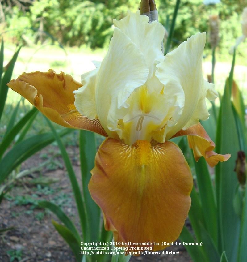 Photo of the bloom of Tall Bearded Iris (Iris 'Fall Fiesta') posted by ...