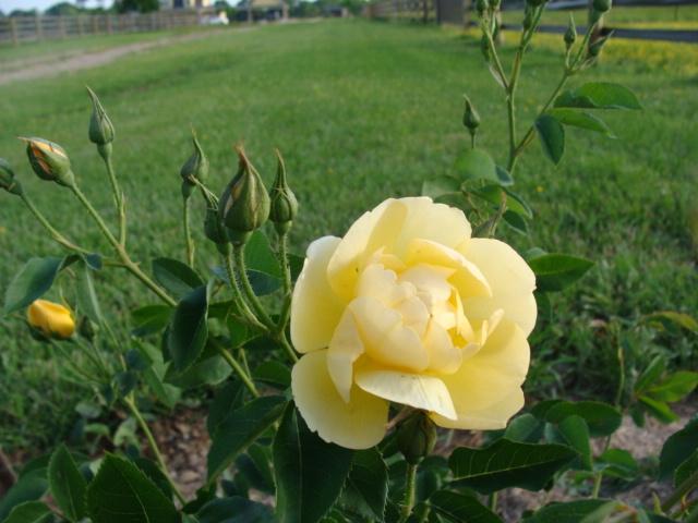 Photo of the bloom of Rose (Rosa 'Buttercup') posted by emoryterri ...