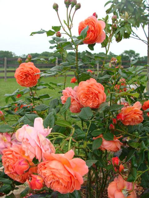 Photo of the entire plant of Rose (Rosa 'Summer Song') posted by ...
