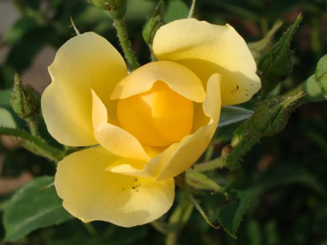Photo of the closeup of buds, sepals and receptacles of Rose (Rosa ...