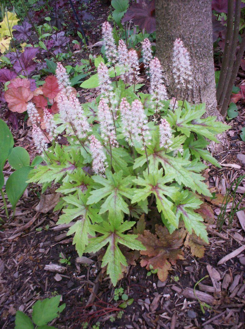 Photo of the entire plant of Foamflower (Tiarella 'Pink Skyrocket ...