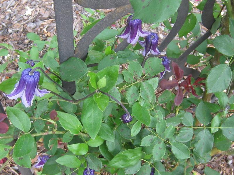 Photo of the entire plant of Clematis 'Roguchi' posted by Hemophobic ...