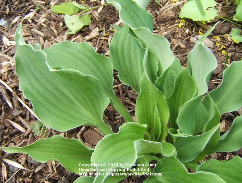 Photo of the entire plant of Hosta 'Restless Sea' posted by ViolaAnn ...
