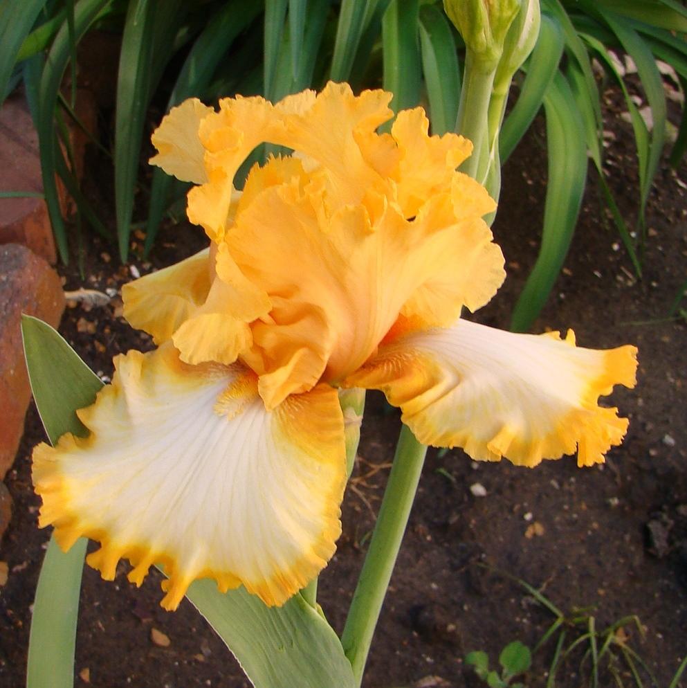 Photo of the bloom of Tall Bearded Iris (Iris 'Return Address') posted ...