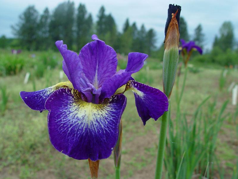 Siberian Iris (Iris 'Bright and Beautiful') in the Irises Database ...