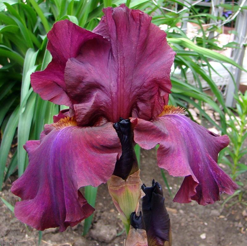 Photo of the bloom of Tall Bearded Iris (Iris 'Hot Spiced Wine') posted ...