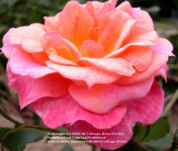 Rose (Rosa 'Spanish Rhapsody') in the Roses Database - Garden.org