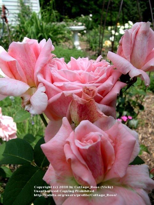 Rose (Rosa 'Freckles') in the Roses Database - Garden.org