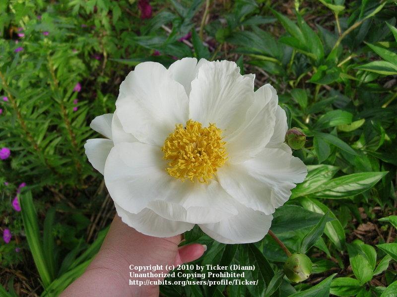 Peony (Paeonia lactiflora 'Silver Shell') in the Peonies Database ...