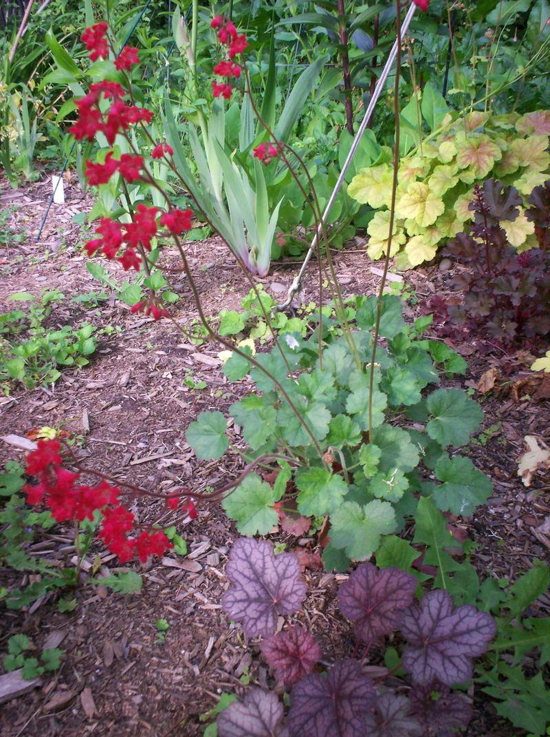 Photo of the entire plant of Coral Bells (Heuchera sanguinea 'Ruby ...