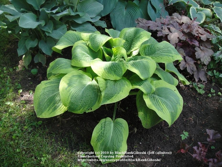 Hosta 'Climax' in the Hostas Database - Garden.org