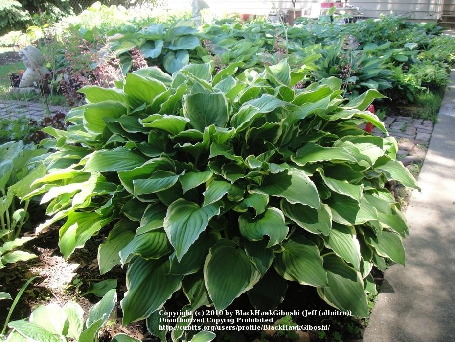 Hosta 'Summer Fragrance' in the Hostas Database - Garden.org