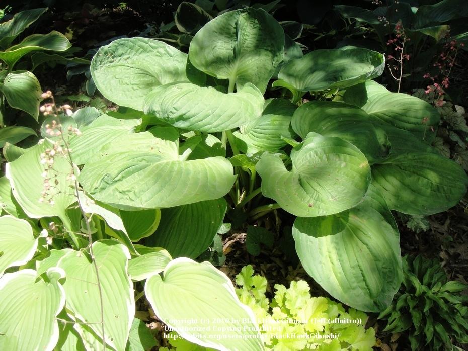 Hosta 'Big Top' in the Hostas Database - Garden.org