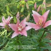 Photo of the bloom of Lily (Lilium 'Elodie') posted by scflowers ...