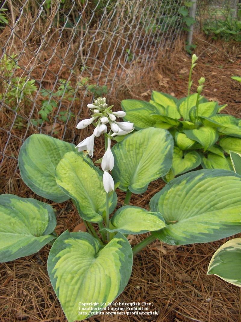 Photo of the entire plant of Hosta 'George Smith' posted by tggfisk ...