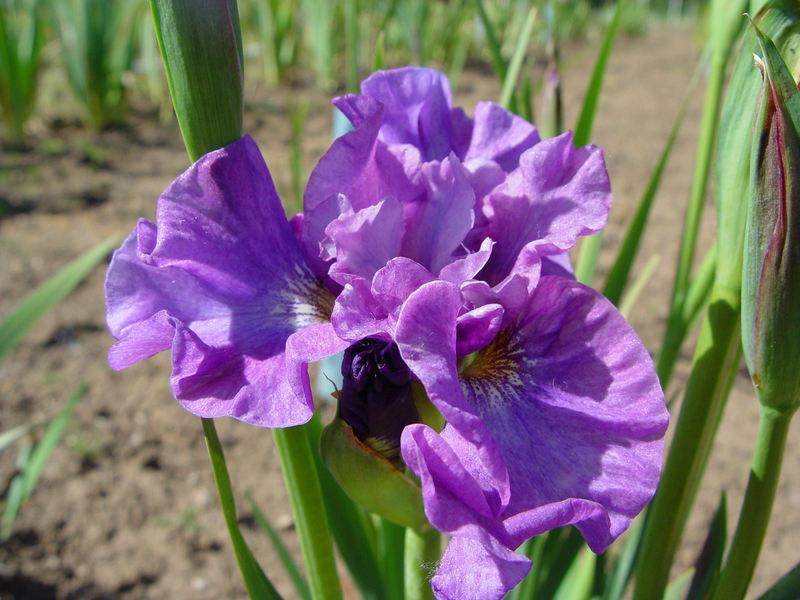 Siberian Iris (Iris 'Rosy Bows') in the Irises Database - Garden.org