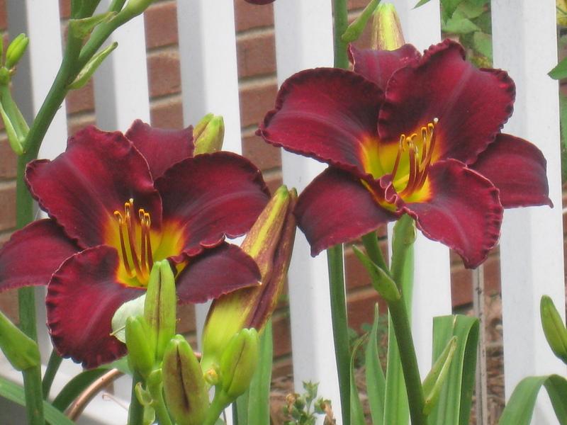 Photo of the bloom of Daylily (Hemerocallis 'Midnight Magic') posted by Hemophobic - Garden.org