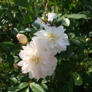 Rose (Rosa 'Snow Goose') in the Roses Database - Garden.org