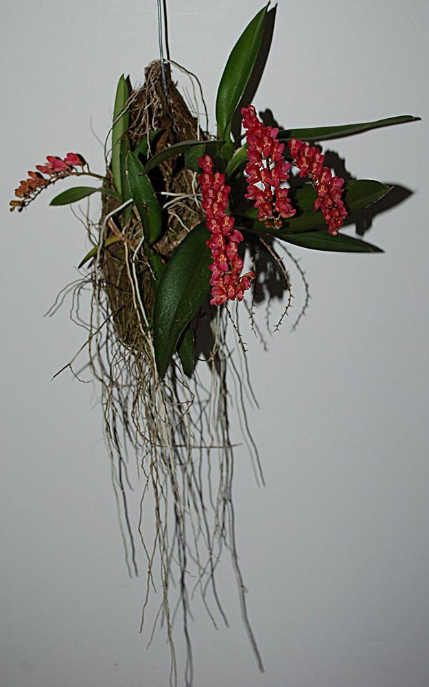 Photo of the entire plant of Orchid (Rodriguezia lanceolata) posted by ...