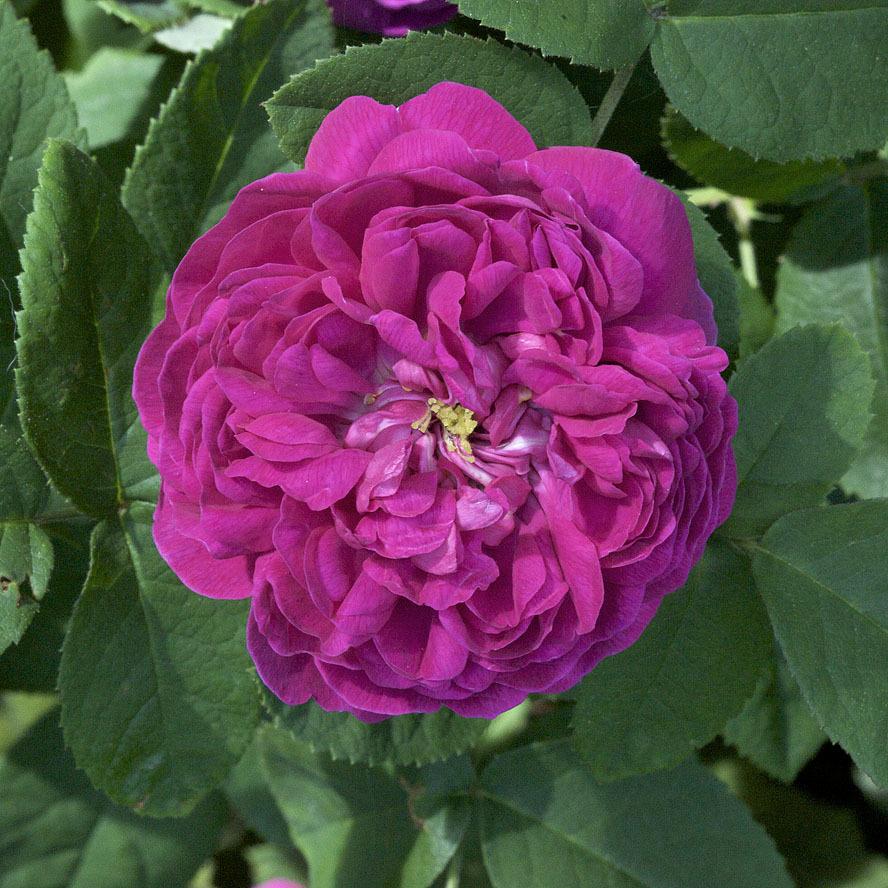 Photo of the bloom of Portland Rose (Rosa 'Rose de Rescht') posted by ...