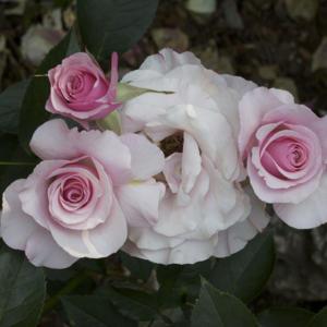 Rose (Rosa 'Our Lady of Guadalupe') in the Roses Database - Garden.org