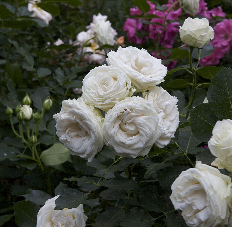Photo of the entire plant of Rose (Rosa 'Paloma Blanca') posted by Mike ...