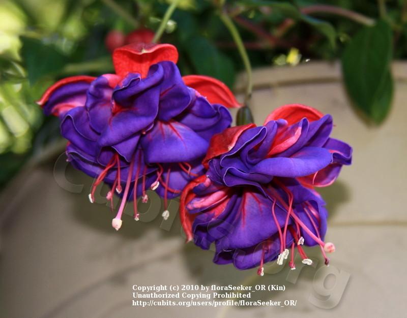 Fuchsia 'Dark Eyes' in the Fuchsias Database - Garden.org