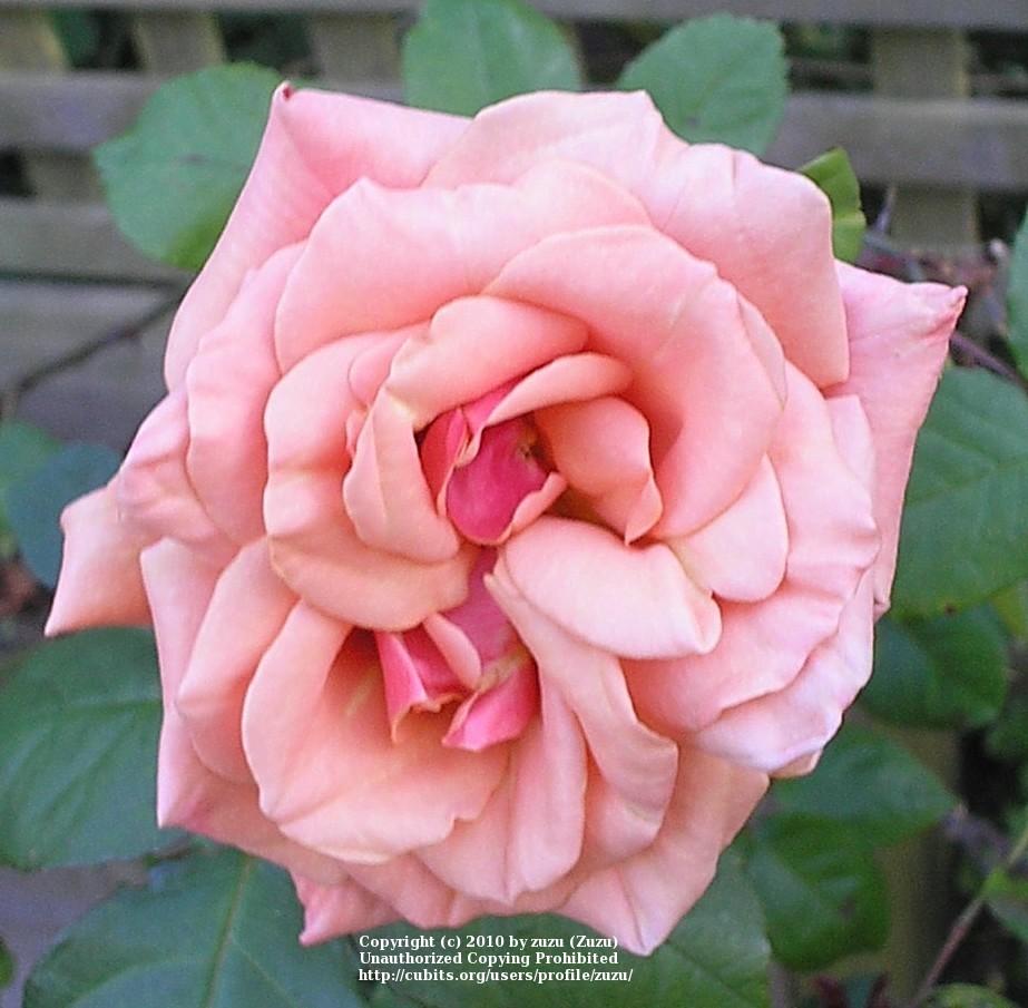 Photo of the bloom of Rose (Rosa 'Vesper') posted by zuzu - Garden.org