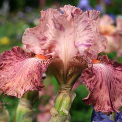 Tall Bearded Iris (Iris 'Nigerian Raspberry') in the Irises Database ...