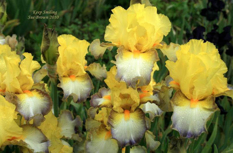 Tall Bearded Iris (Iris 'Keep Smiling') in the Irises Database - Garden.org