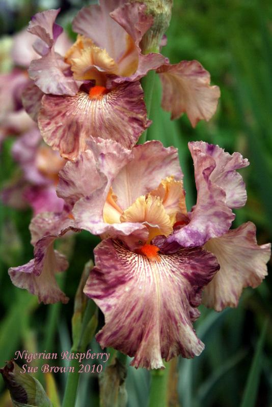 Photo of the bloom of Tall Bearded Iris (Iris 'Nigerian Raspberry ...