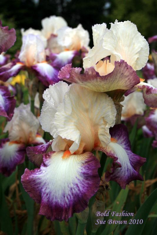 Photo of the bloom of Tall Bearded Iris (Iris 'Bold Fashion') posted by ...