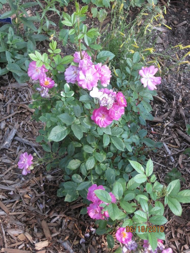 Rose (Rosa 'Heinrich Karsch') in the Roses Database - Garden.org