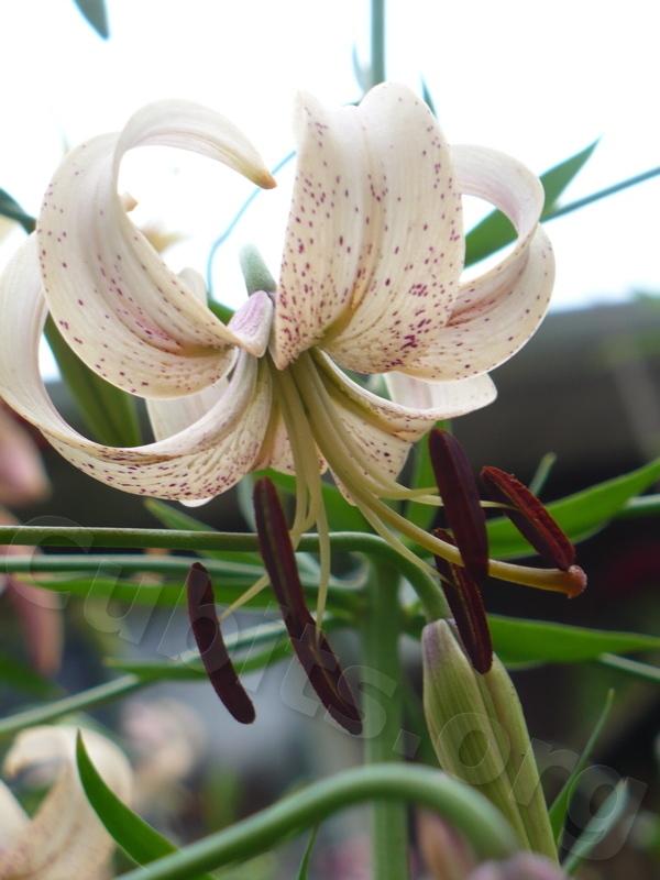 Photo of the bloom of Asiatic Lily (Lilium 'Ariadne') posted by ...