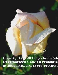 Chelle's Roses in the Roses forum - Garden.org