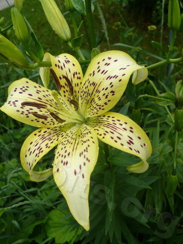 Lily (Lilium 'Stunning') in the Lilies Database - Garden.org