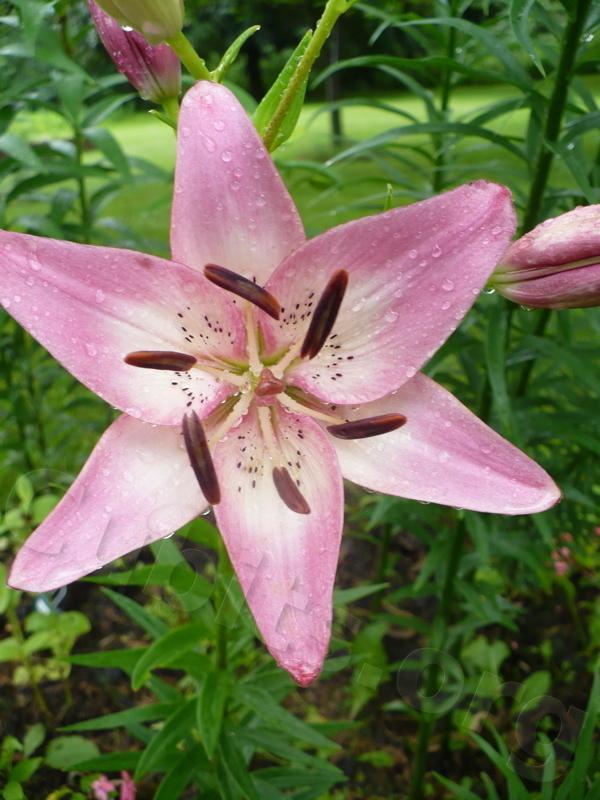 Photo of the bloom of Lily (Lilium 'Rosella's Dream') posted by ...
