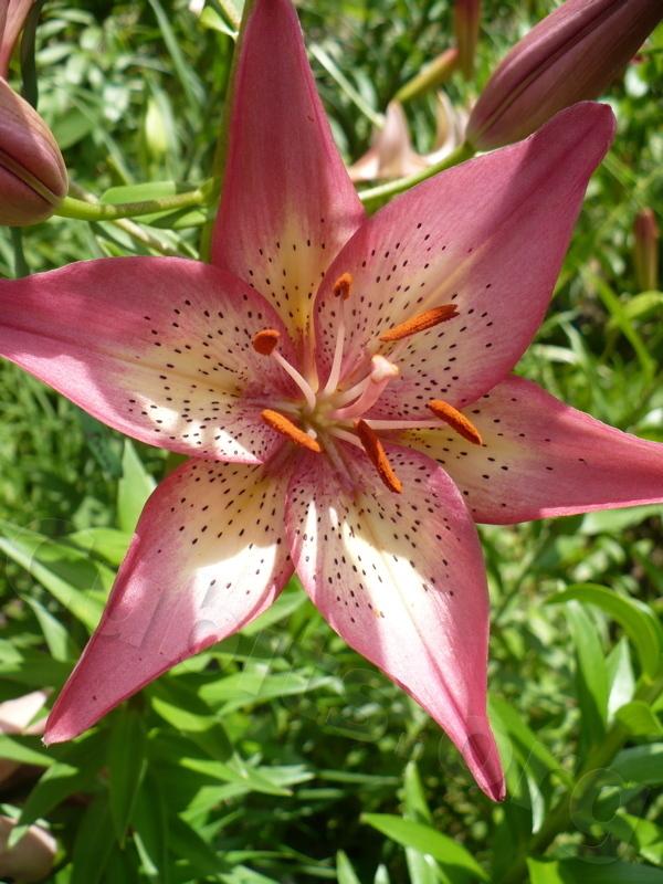 Photo of the bloom of Lily (Lilium 'Trogon') posted by magnolialover ...