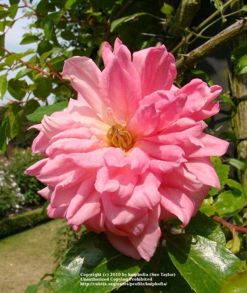 Photo of the bloom of Rose (Rosa 'Paul Transon') posted by kniphofia ...